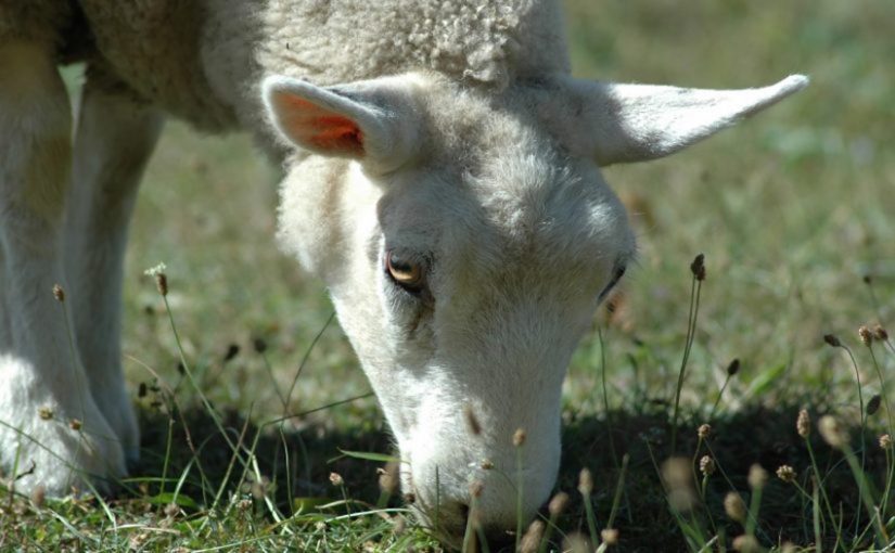 When Limping is Not a Sign of Sheep Foot Rot - Countryside